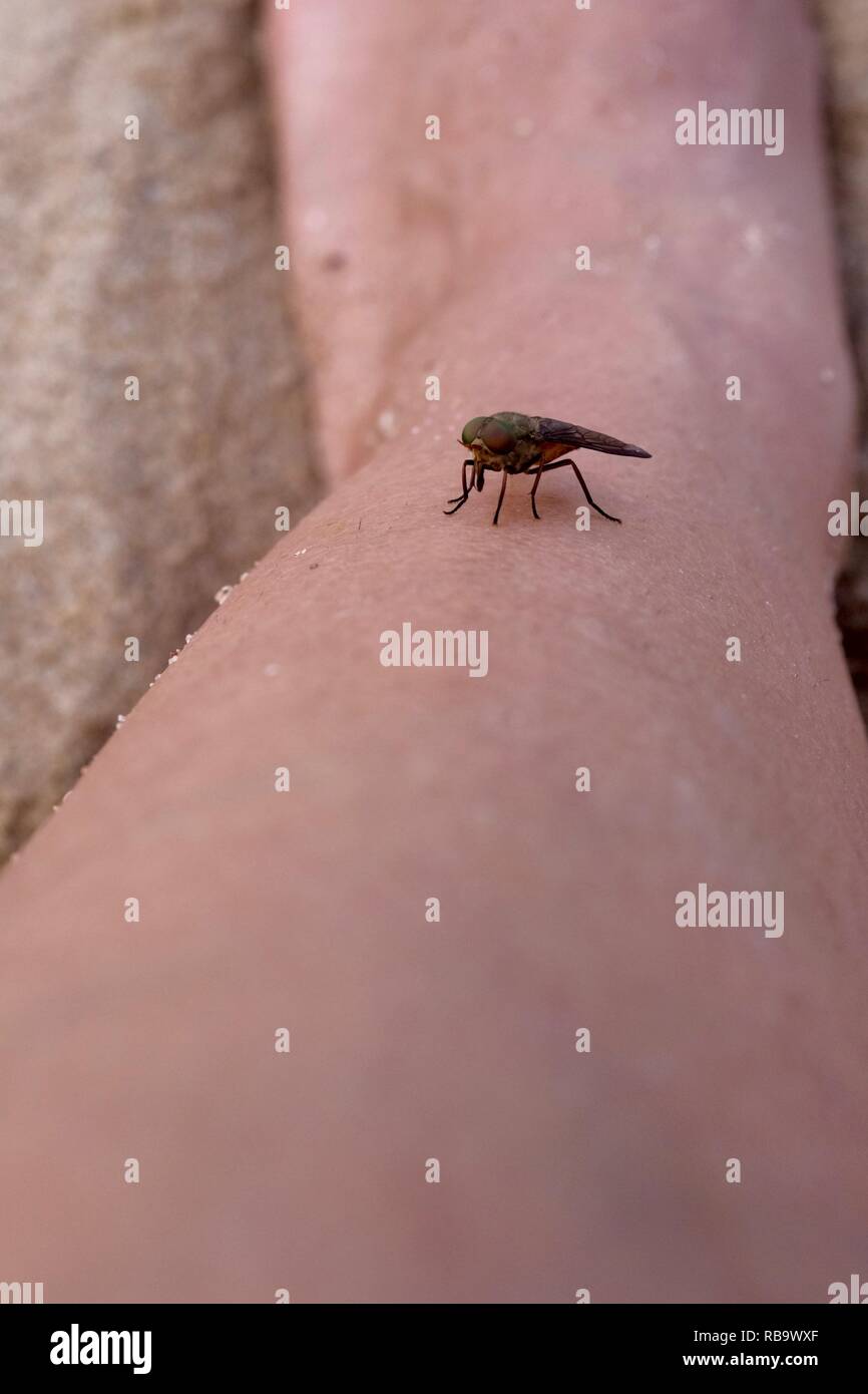 Australian horse flies hi-res stock photography and images - Alamy
