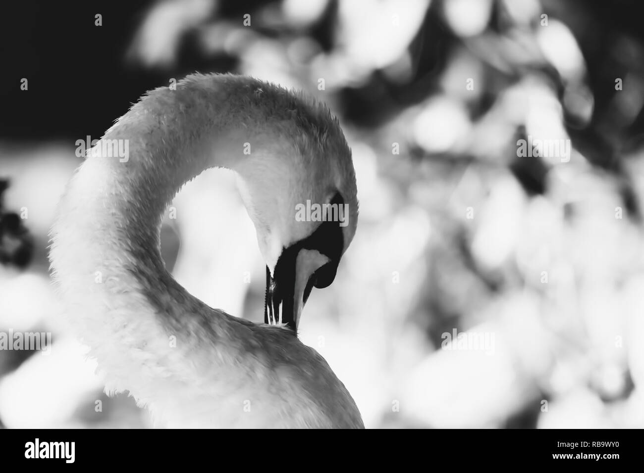 Black neck swans hi-res stock photography and images - Alamy