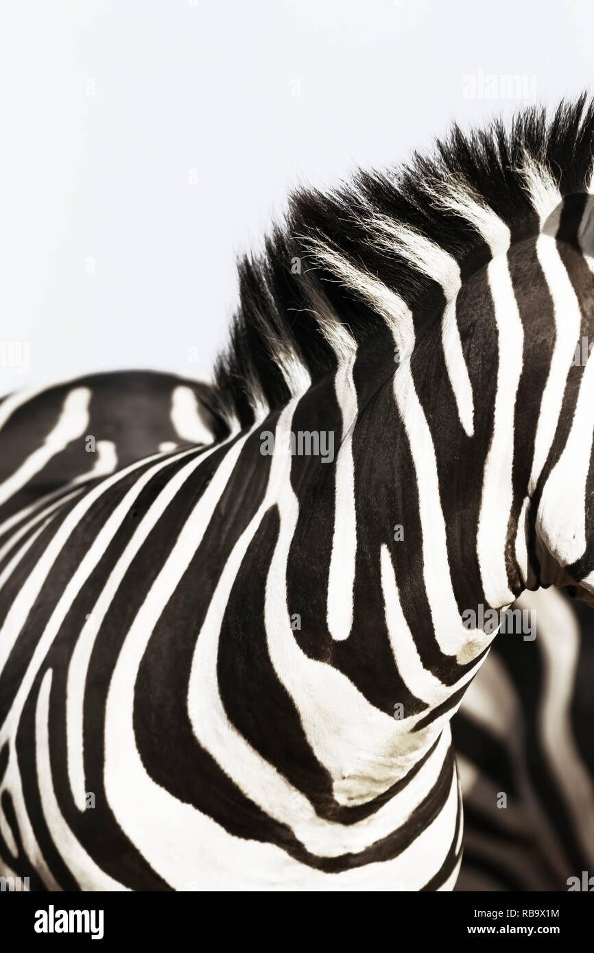 Skin with vertical white stripes hi-res stock photography and images ...