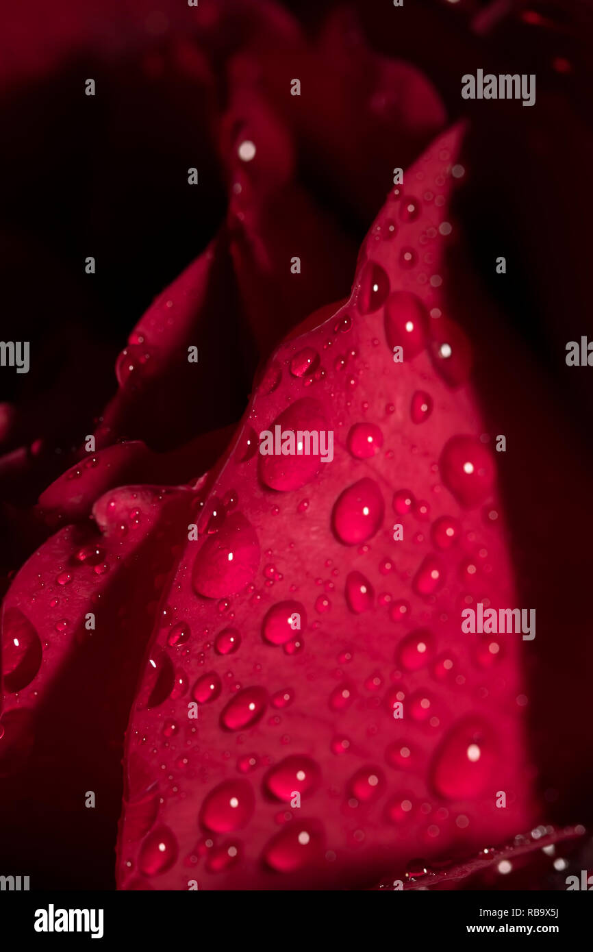 Dew drops on rose petals hi-res stock photography and images - Alamy