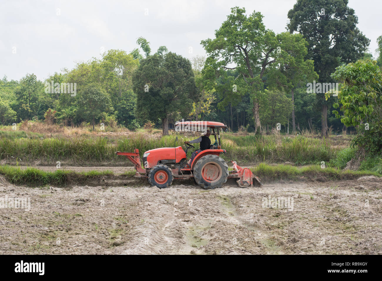 Farmer plants rice using a tractor hi-res stock photography and images ...