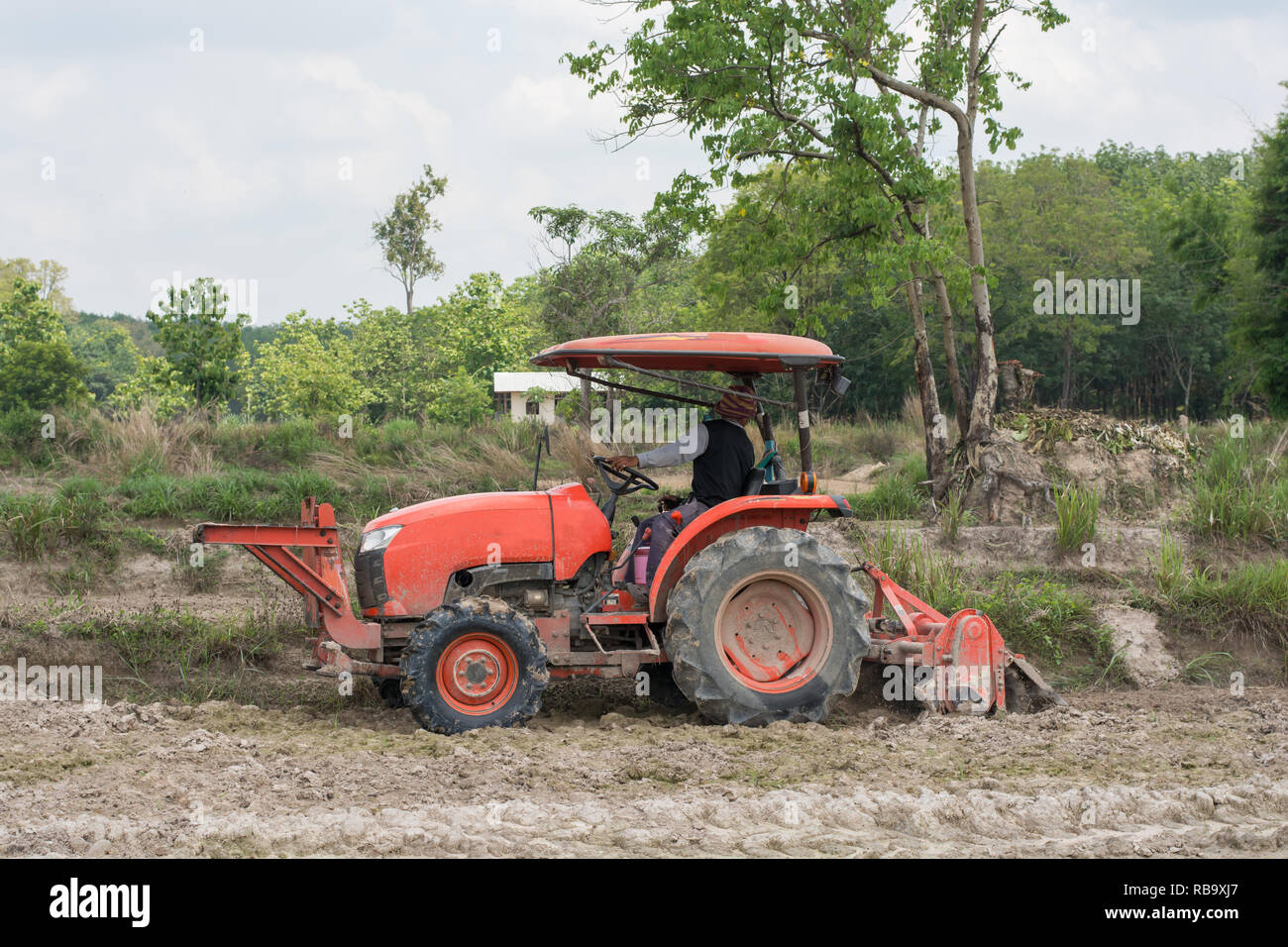 Farmer plants rice using a tractor hi-res stock photography and images ...