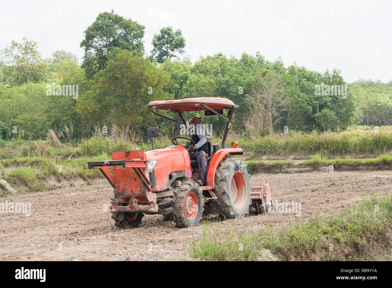 Thai farmers are using a tractor to prepare the soil for growing rice ...