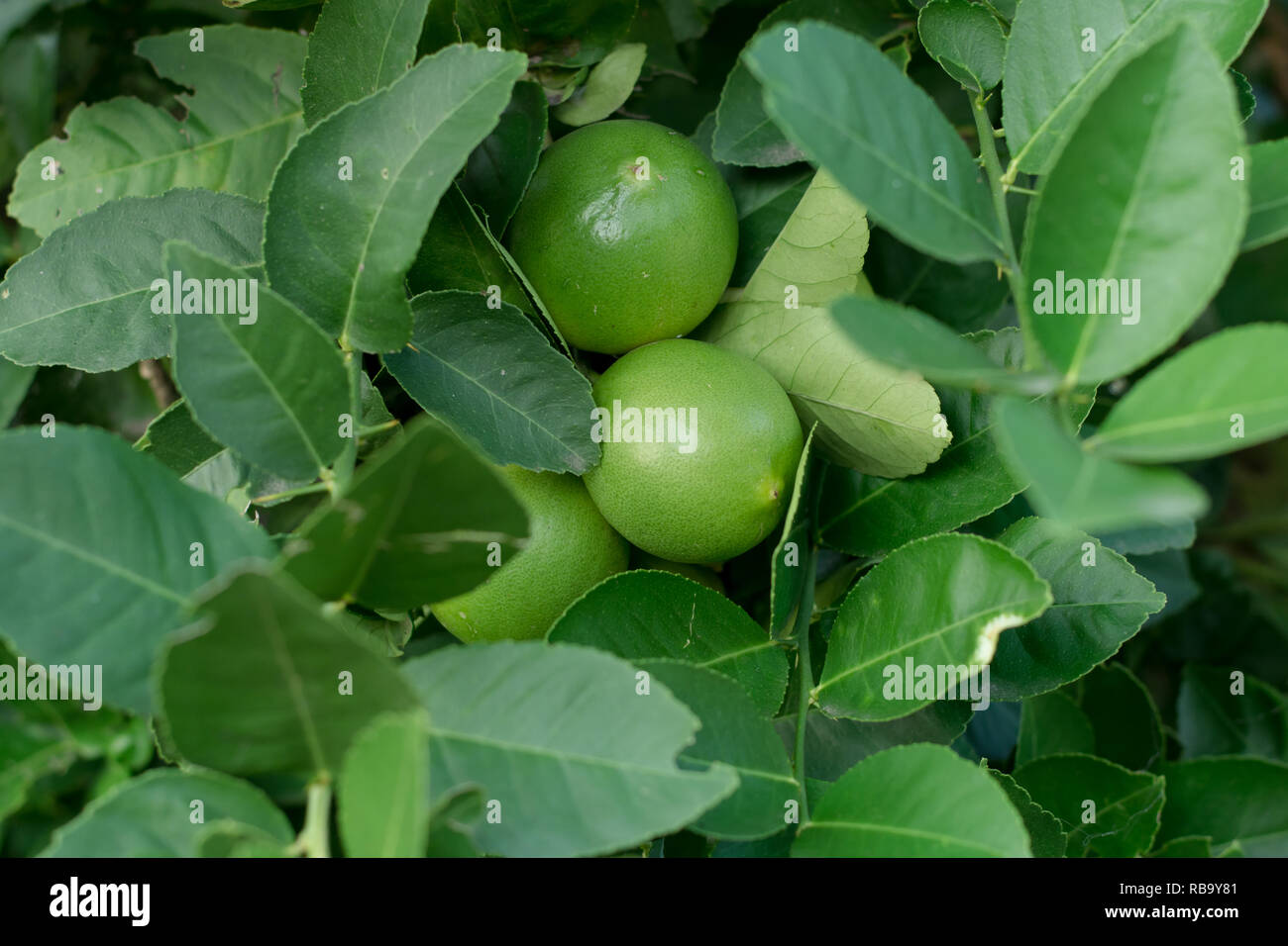 Lime green tree hanging from the branches of it Stock Photo - Alamy