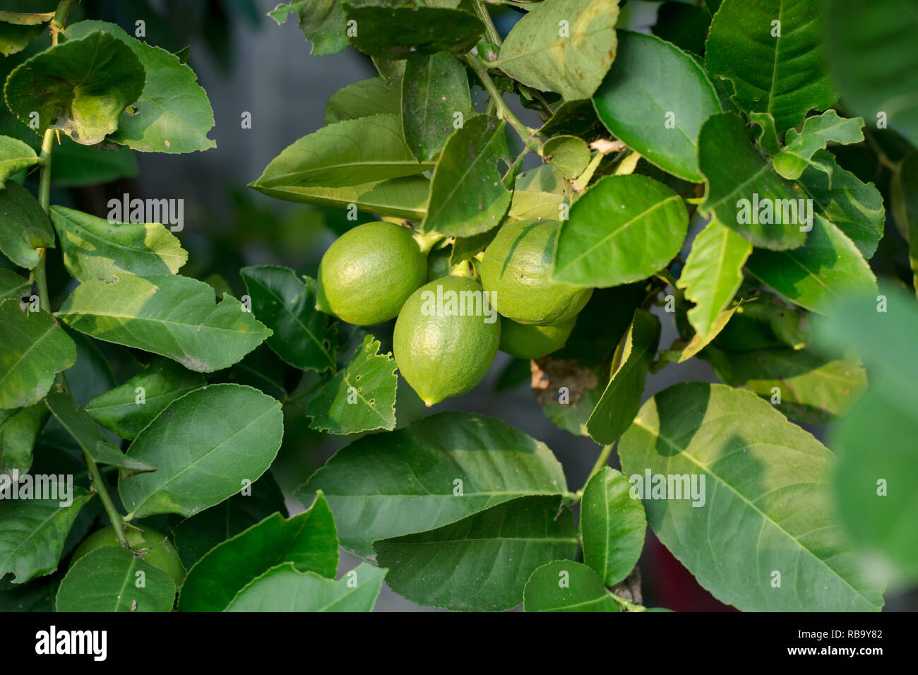 Lime green tree hanging from the branches of it Stock Photo - Alamy