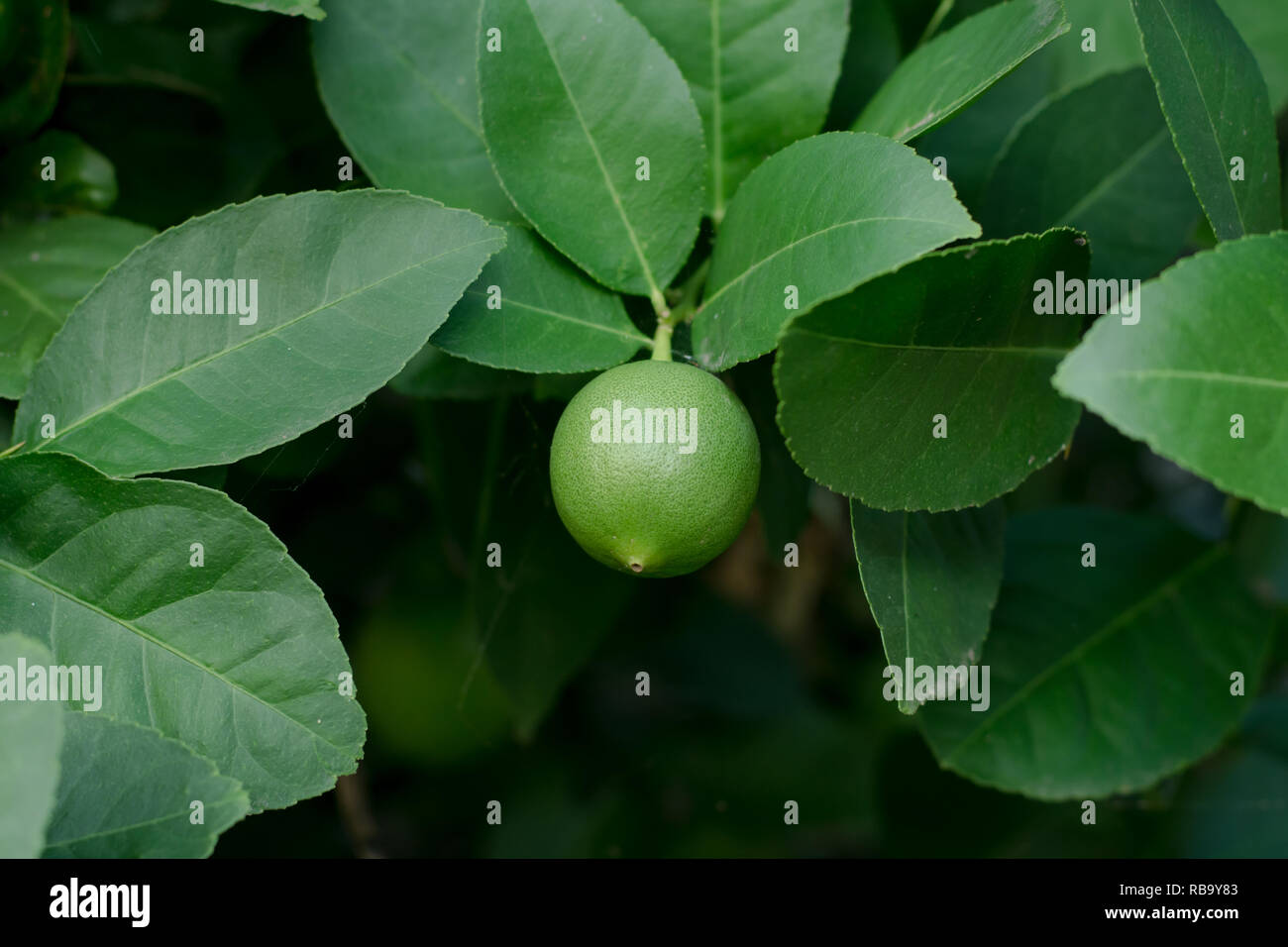 Lime green tree hanging from the branches of it Stock Photo - Alamy