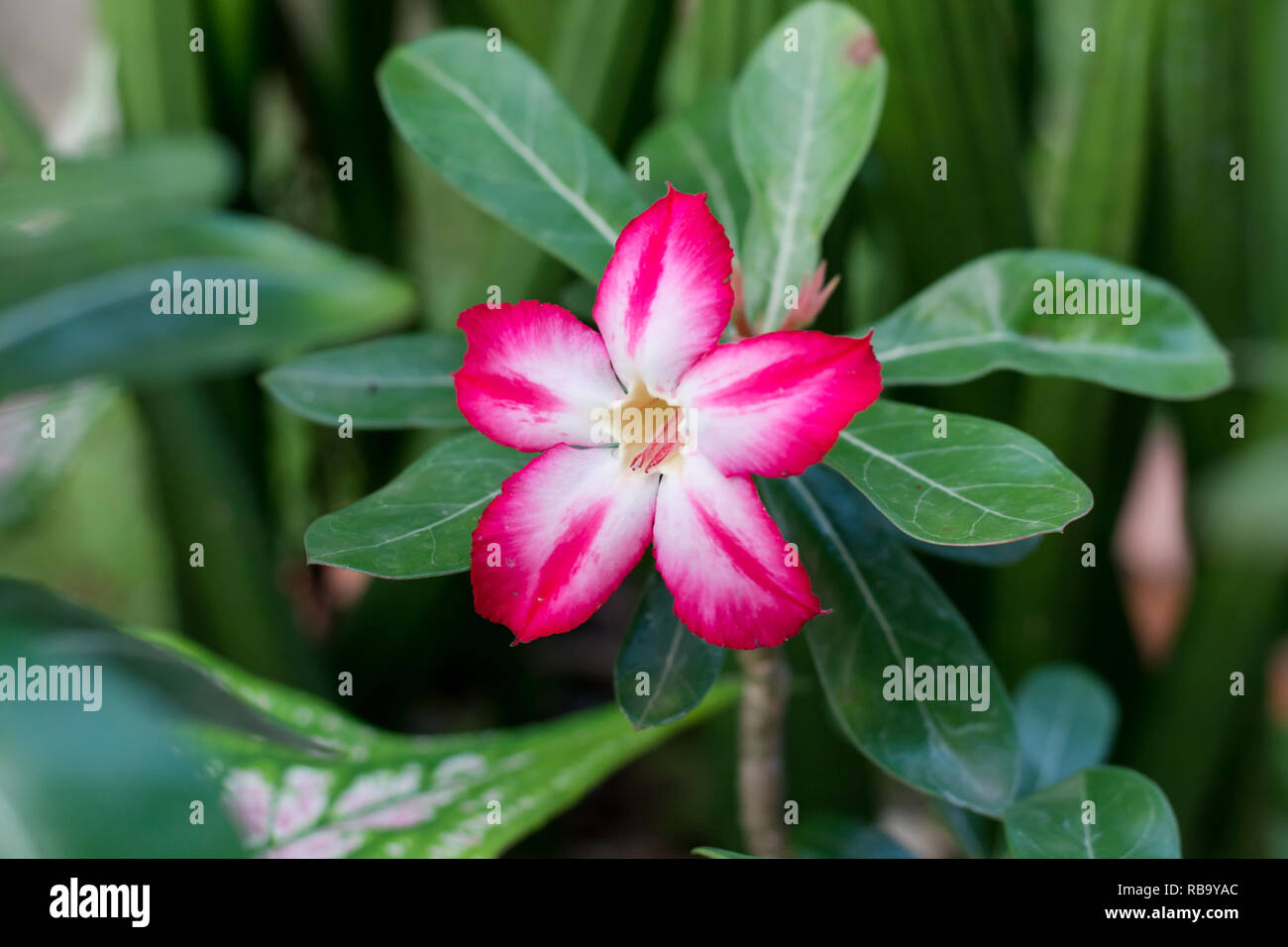 Adenium obesum tree is herbs. Medicinal Plants Garden, Adeniums are ...