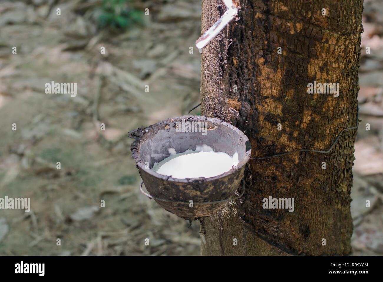 Natural rubber latex trapped from rubber tree Stock Photo - Alamy