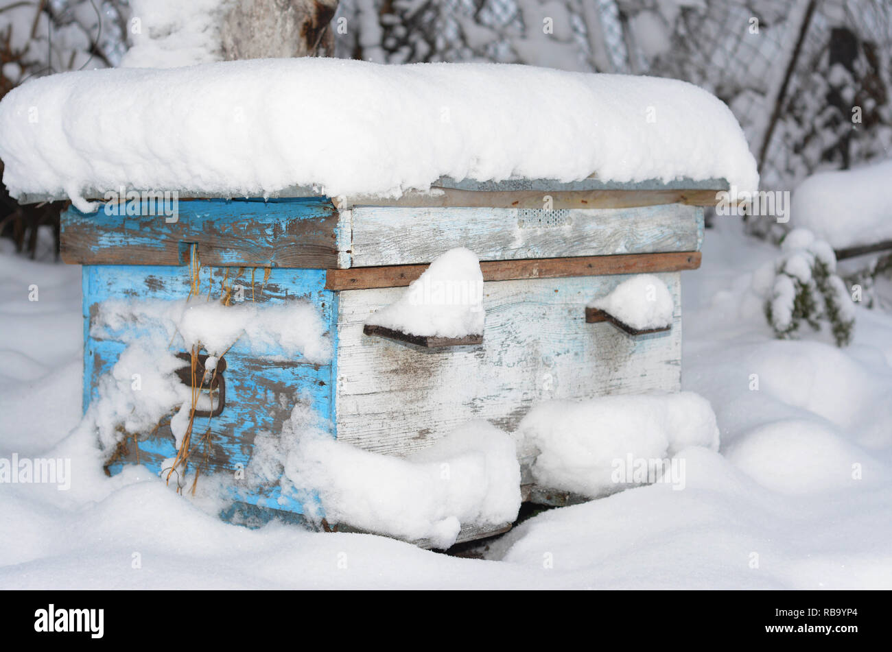 Honey Bees Colony In The Winter. Wintering Bees in Beehive Stock Photo ...