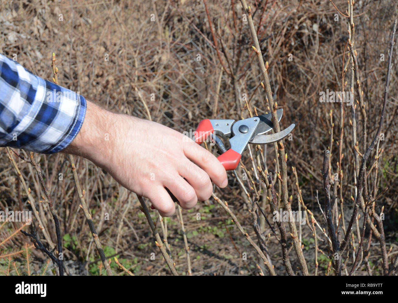 Fruit bush cutting hi-res stock photography and images - Alamy