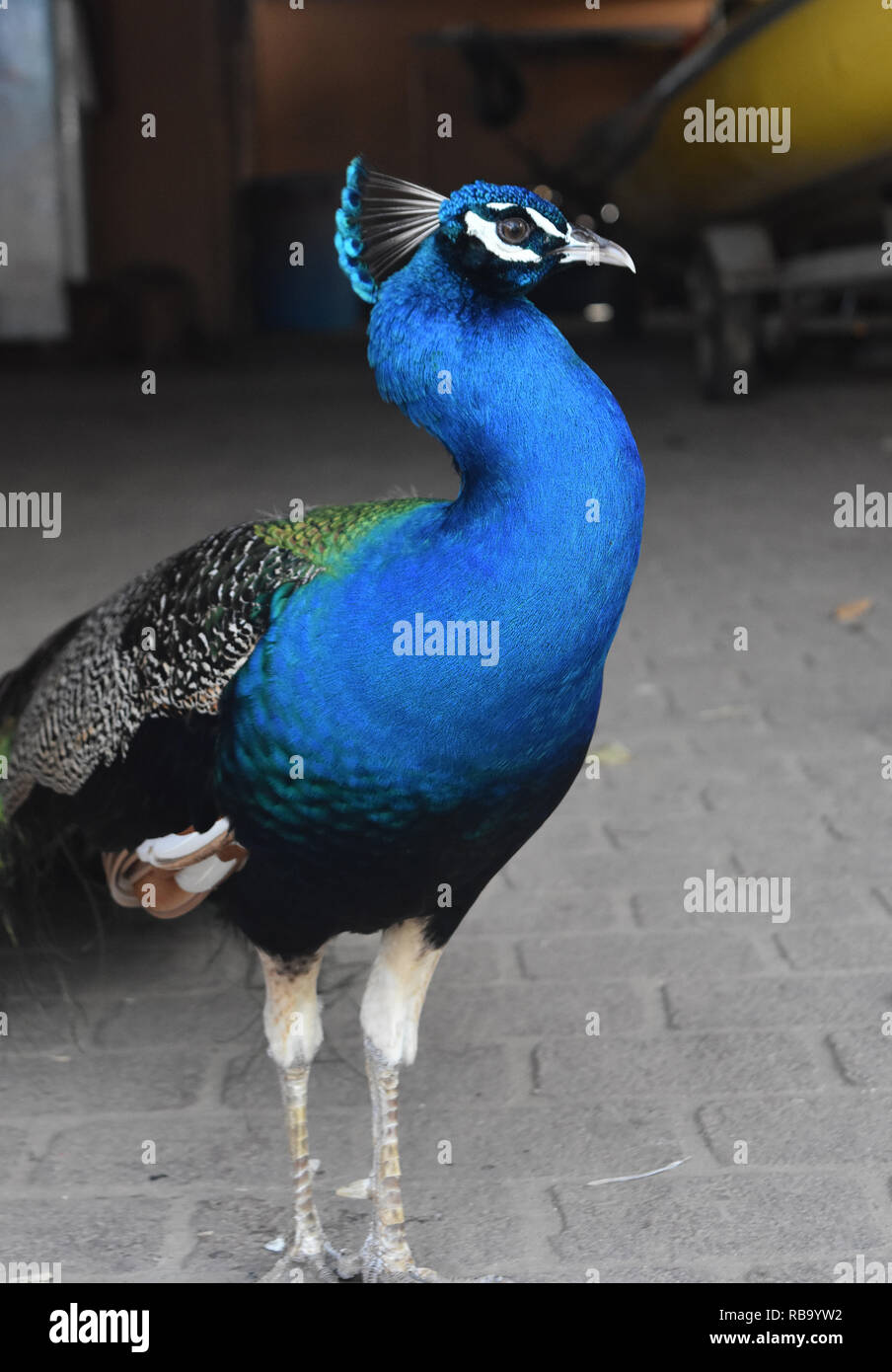 Adorable male peacock looking to its side Stock Photo - Alamy