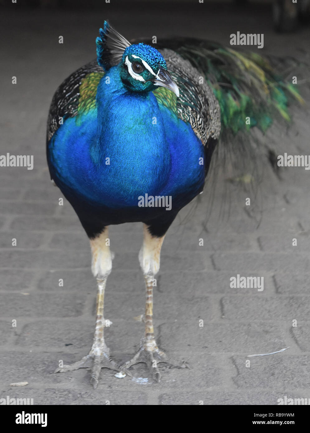 Zoom in photo of a large peacock Stock Photo - Alamy