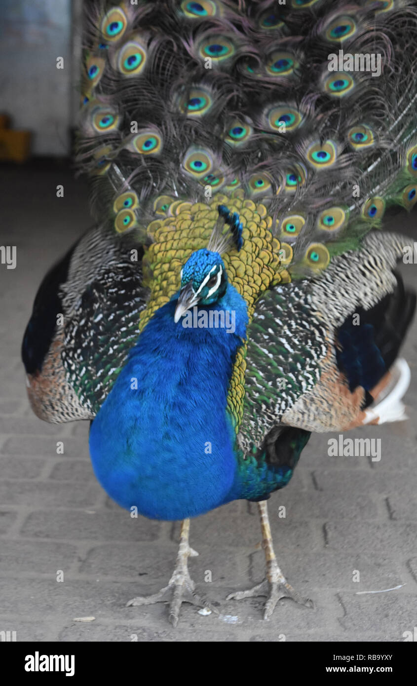 Cute blue body peacock with puffed feathers Stock Photo - Alamy