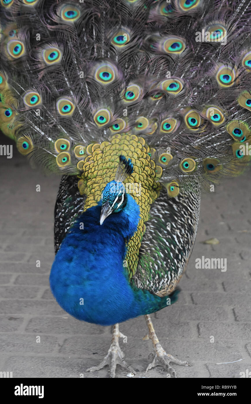 Great photo of a large peacock Stock Photo - Alamy