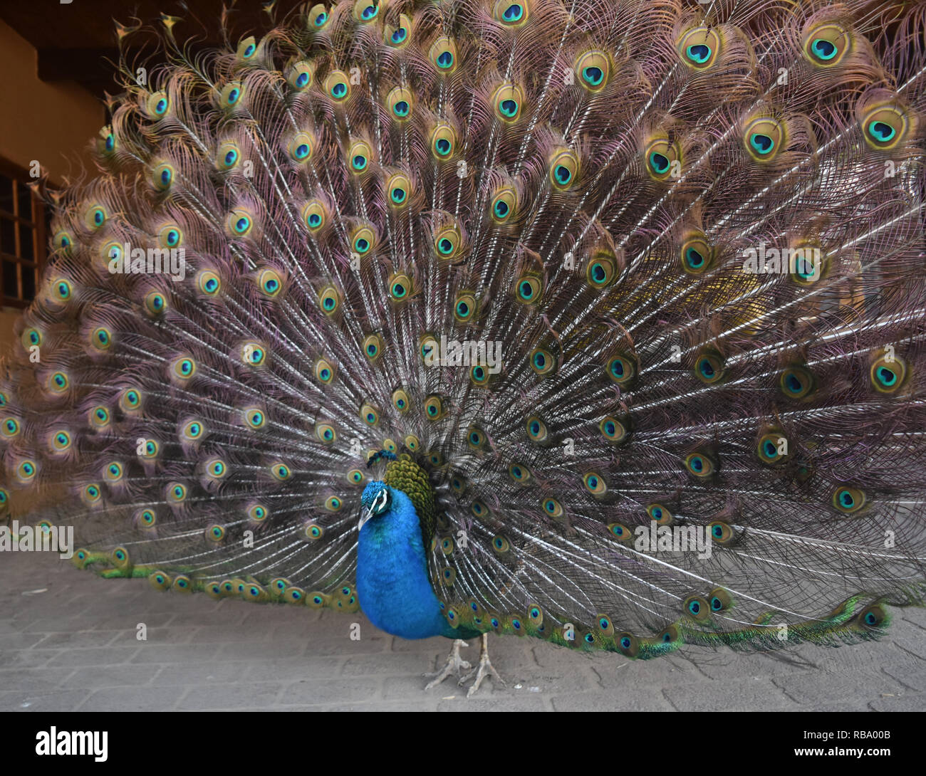 Beautiful peacock with large feathers Stock Photo - Alamy