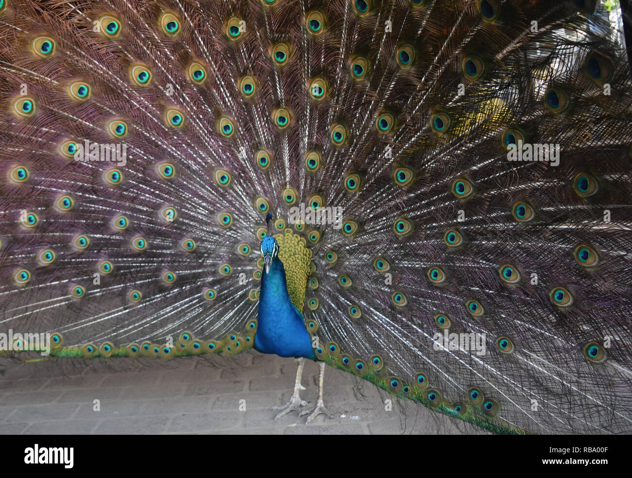 Stunning peacock photography hi-res stock photography and images - Alamy