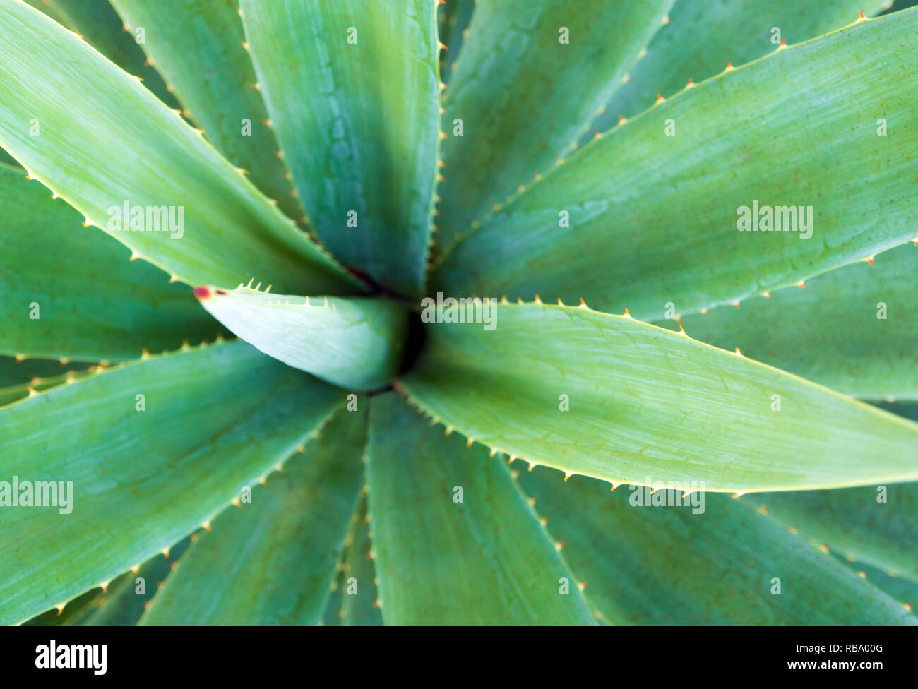 Agave succulent plant, close up white wax on freshness leaves with ...