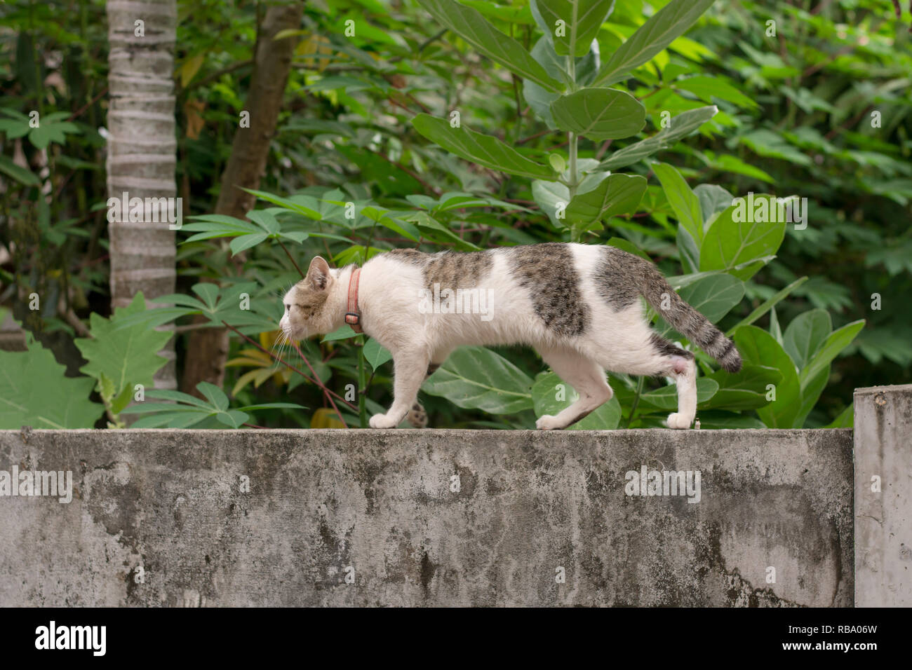 Cat walking crouching on a stones and blocks' wall Stock Photo - Alamy