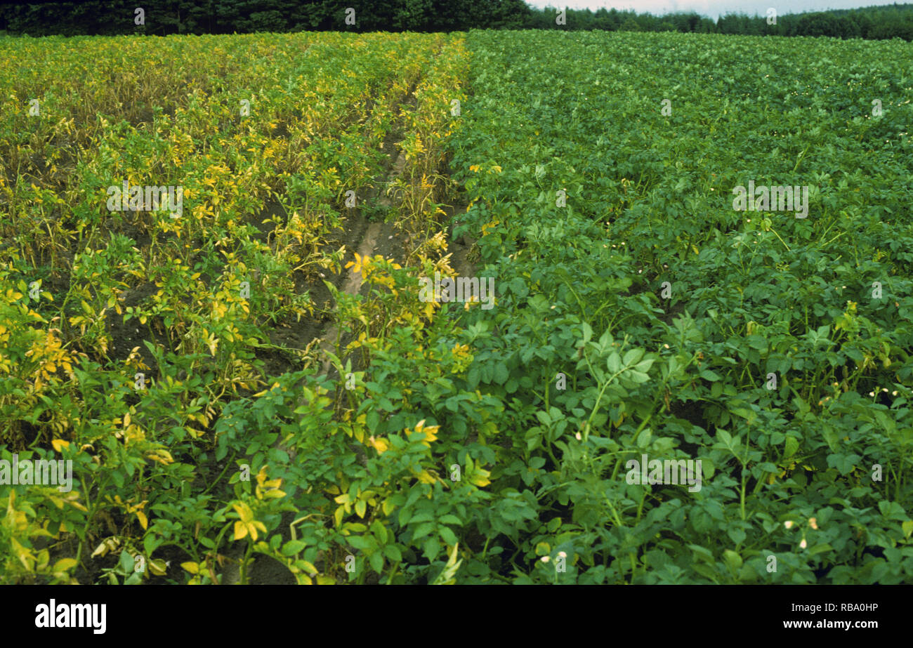 Golden potato cyst nematode, Globodera rostochiensis, damage to potato ...