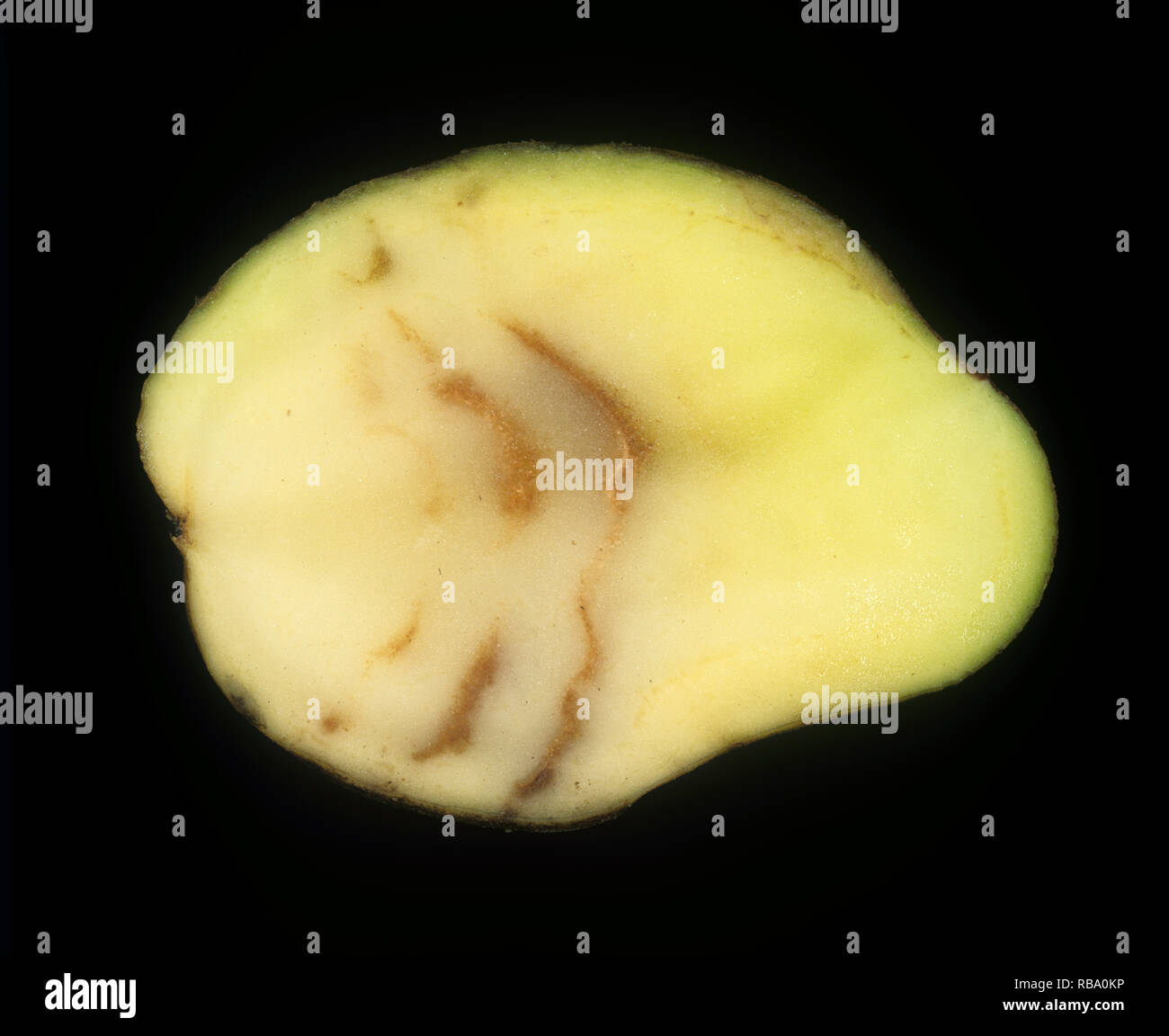 Spraing symptom of potato mop top virus (PMTV) in potato tuber section ...