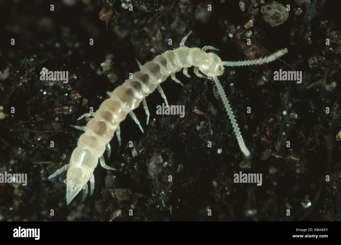 Symphylid or symphylan, Scutigerella immaculata, a soil pest of ...