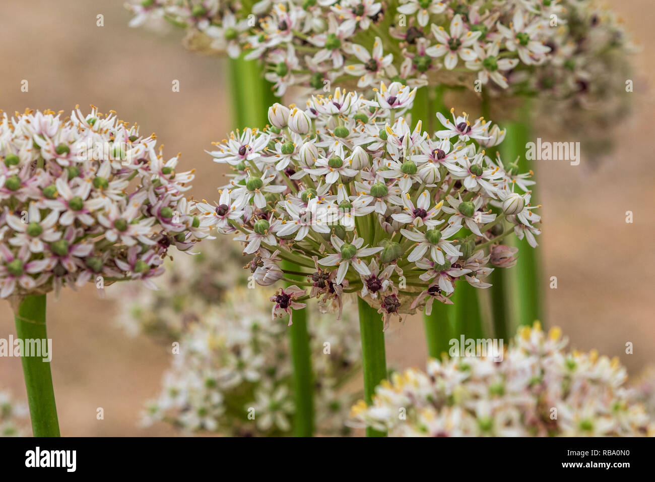 Allium (silverspring) in full flower Stock Photo - Alamy