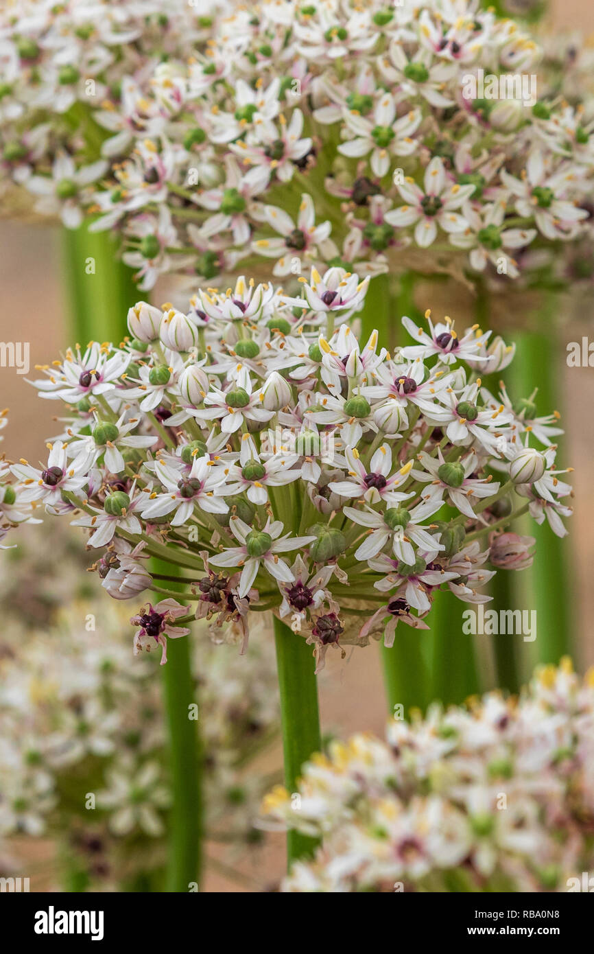 Allium (silverspring) in full flower Stock Photo - Alamy