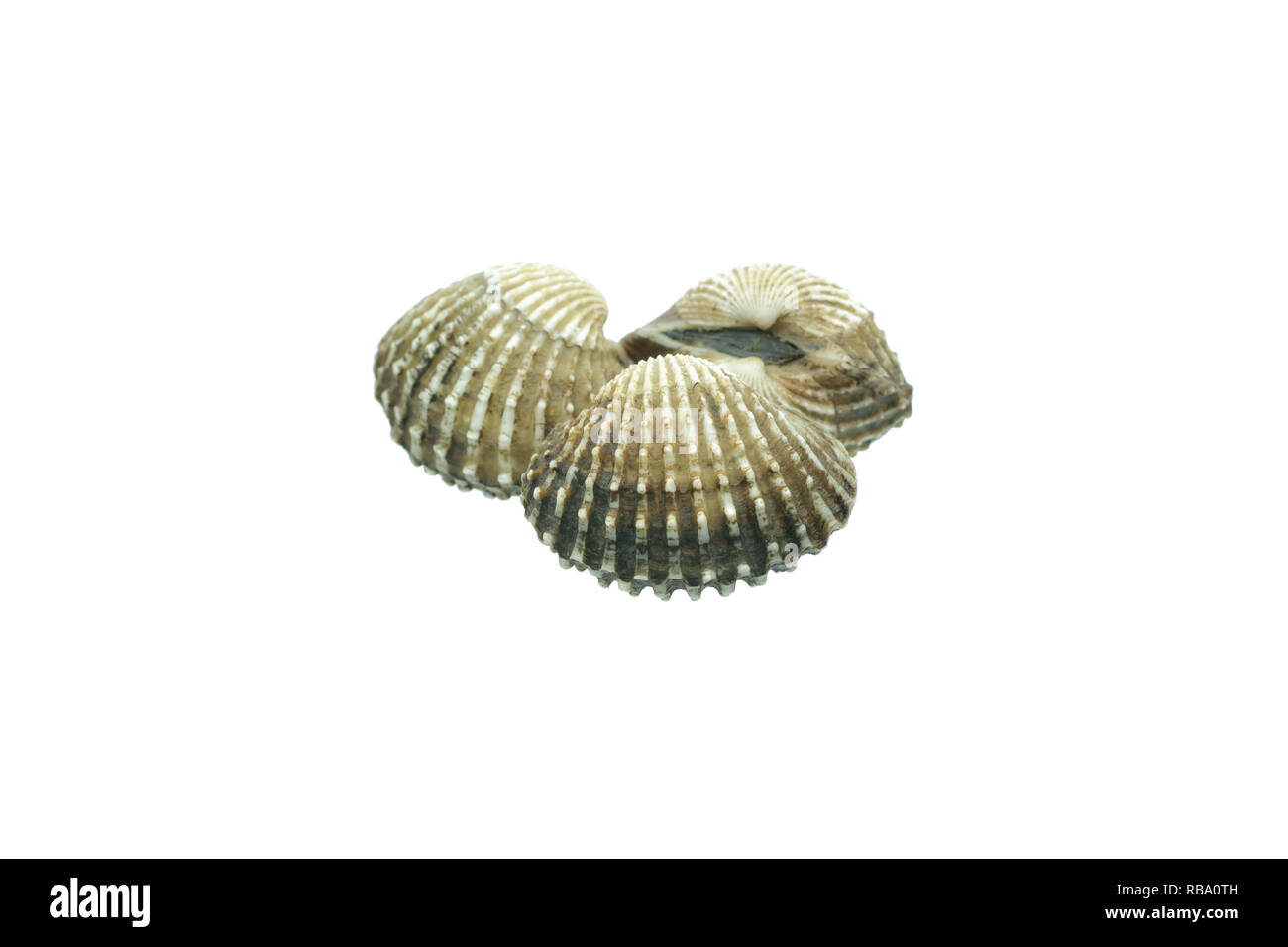 raw blood cockle isolated on white background Stock Photo - Alamy