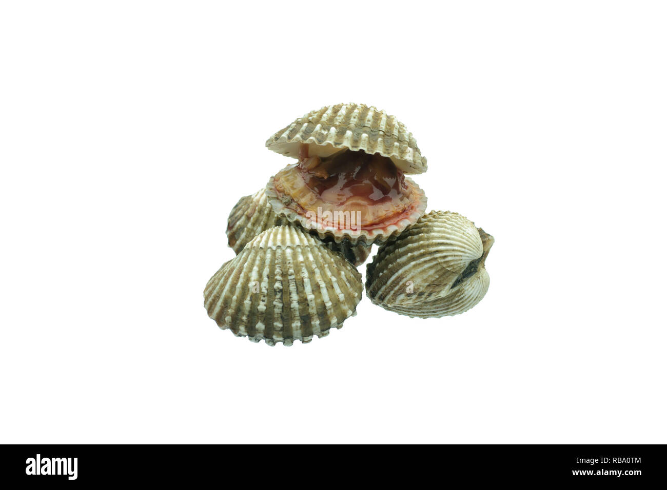 raw blood cockle isolated on white background Stock Photo - Alamy