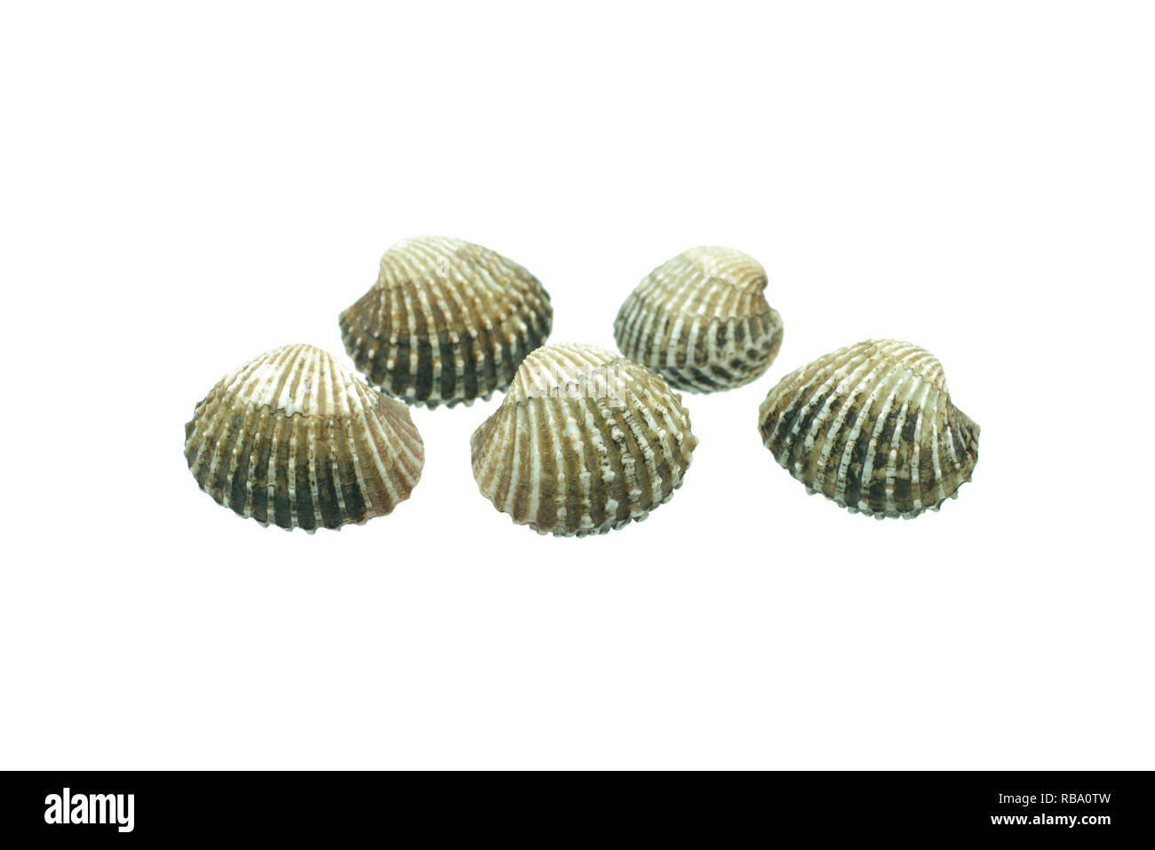 raw blood cockle isolated on white background Stock Photo - Alamy