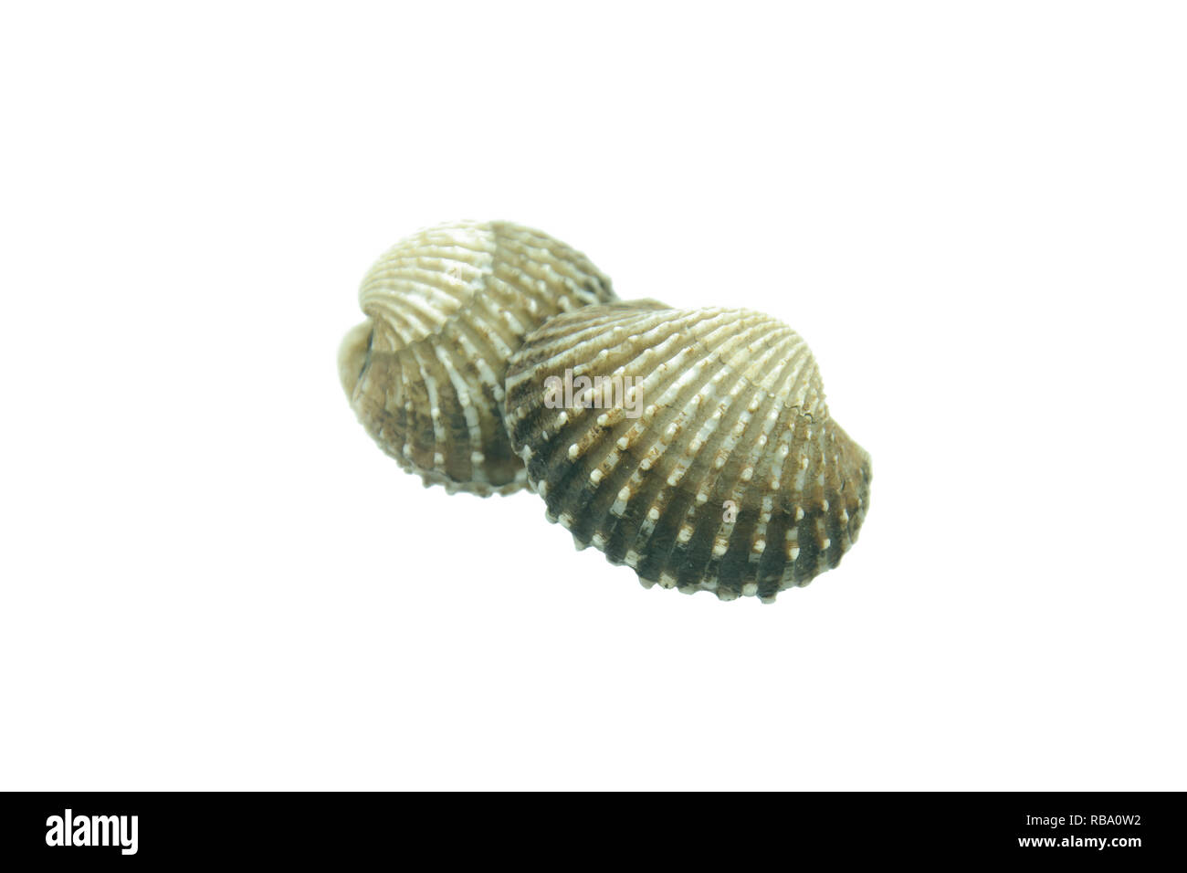 raw blood cockle isolated on white background Stock Photo - Alamy