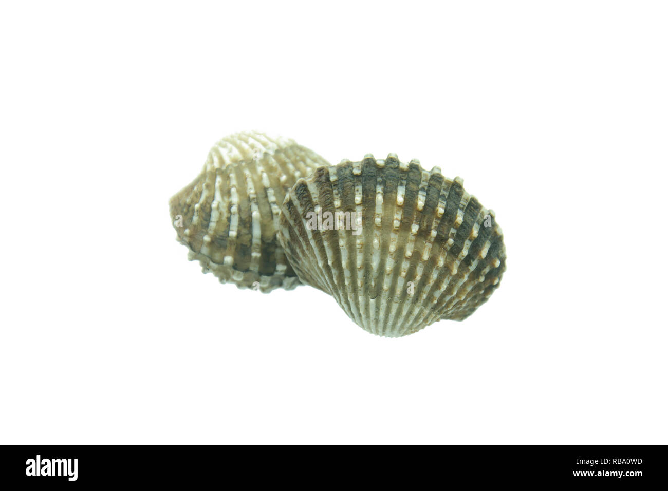 raw blood cockle isolated on white background Stock Photo - Alamy