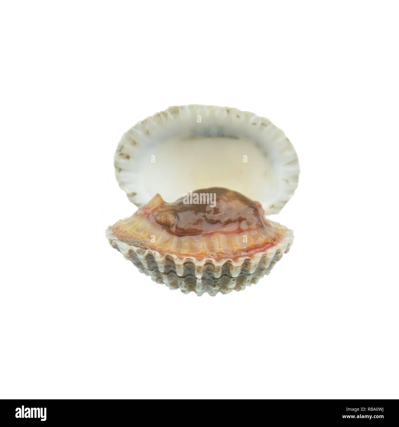 raw blood cockle isolated on white background Stock Photo - Alamy