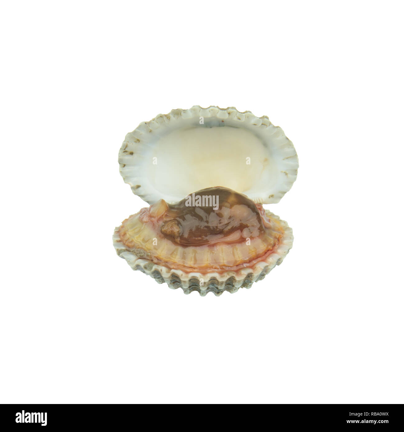 Blood cockles Cut Out Stock Images & Pictures - Alamy