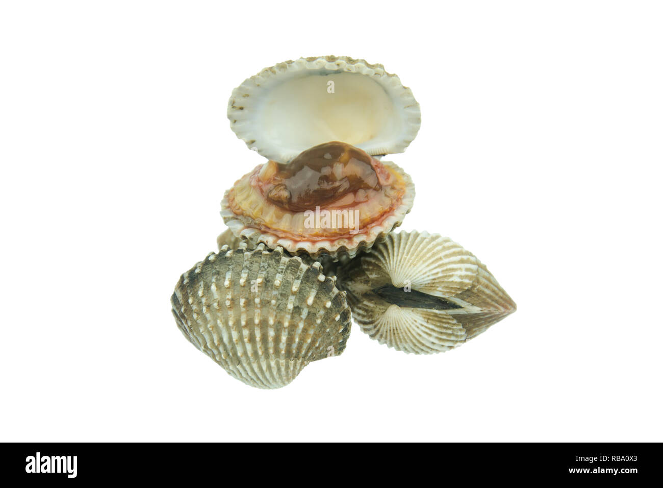 raw blood cockle isolated on white background Stock Photo - Alamy