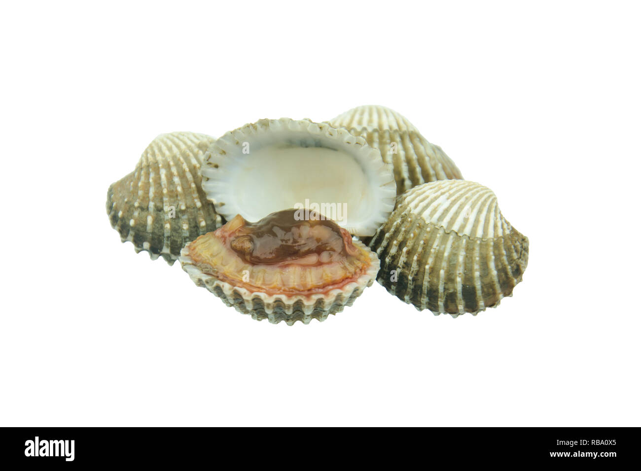 raw blood cockle isolated on white background Stock Photo - Alamy