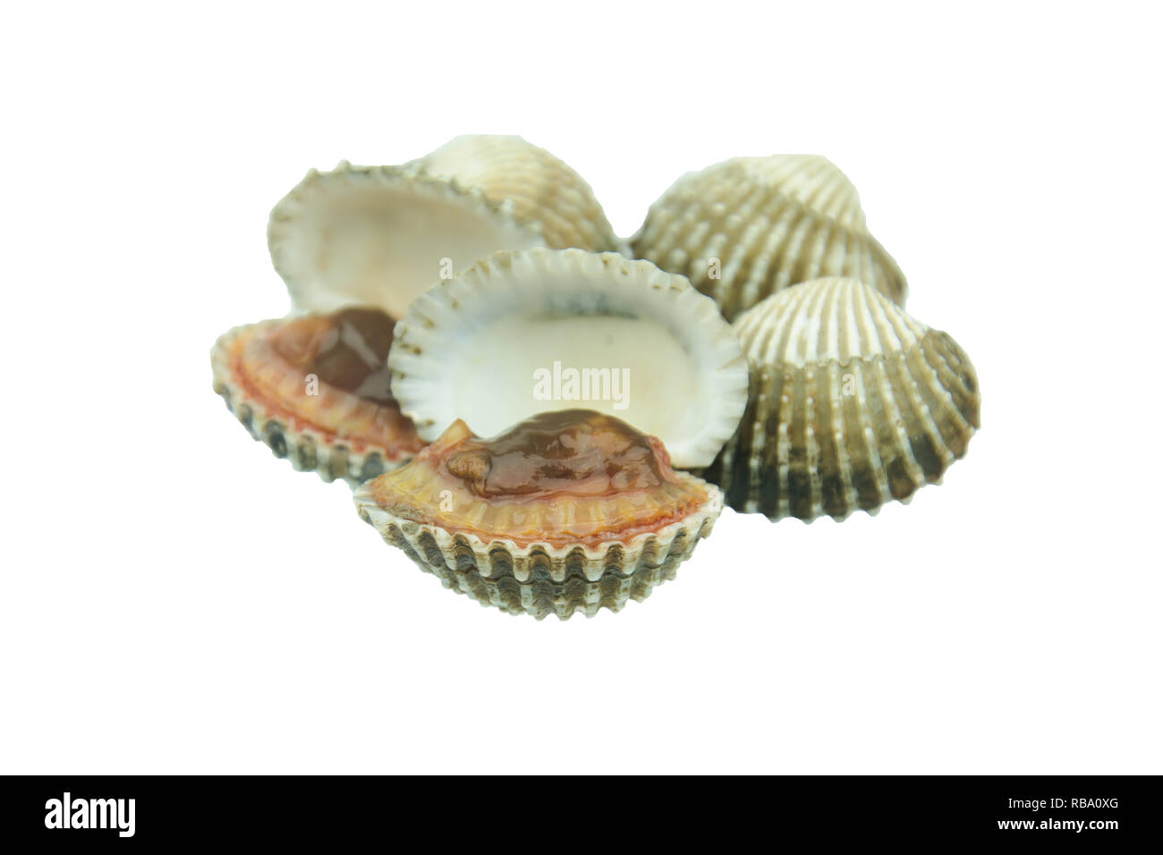 Blood cockle hi-res stock photography and images - Alamy