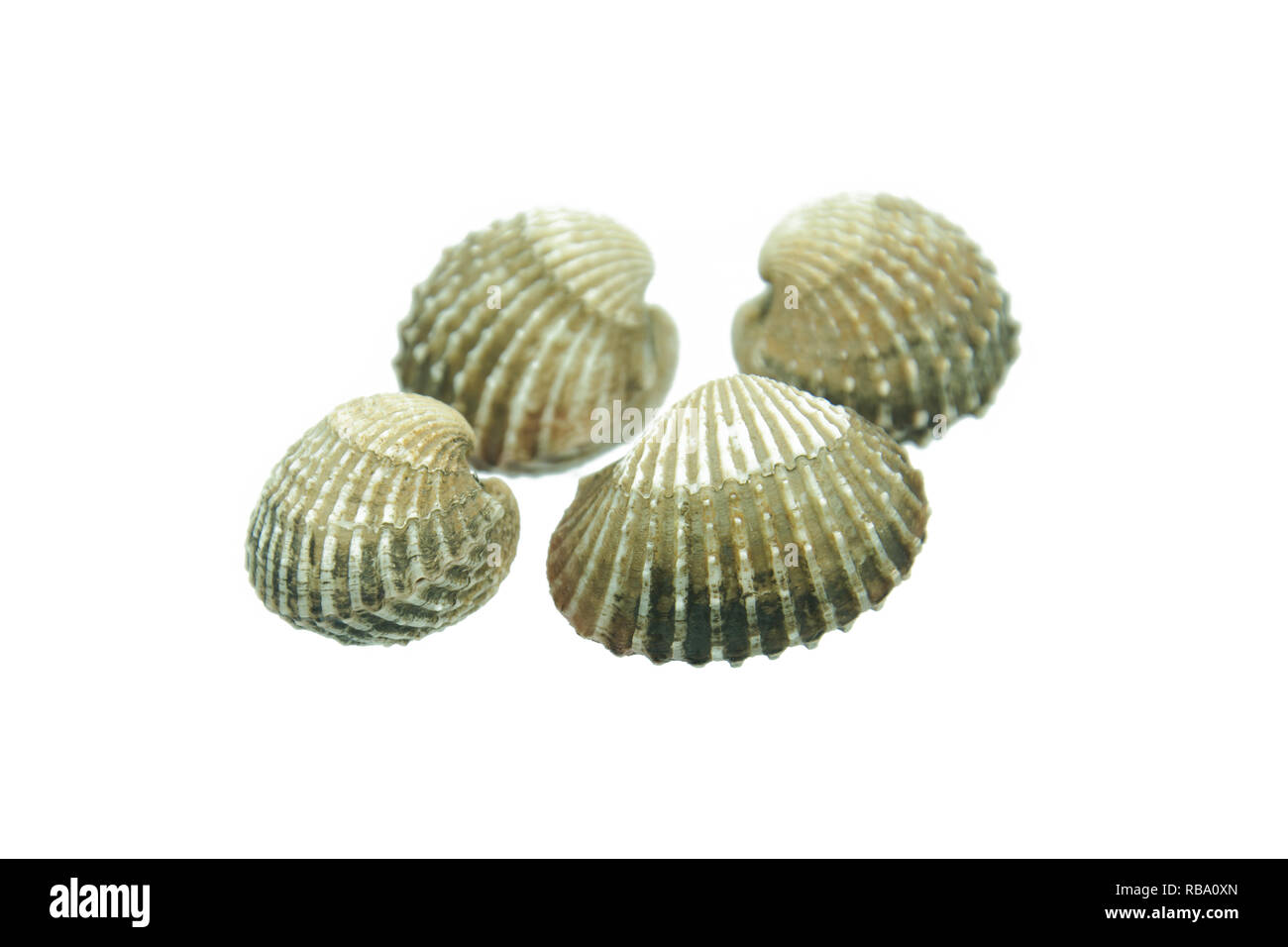 raw blood cockle isolated on white background Stock Photo - Alamy