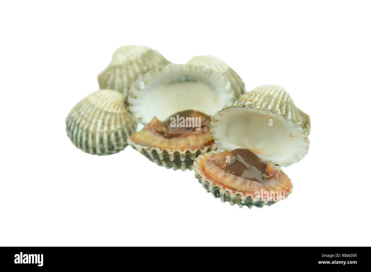 raw blood cockle isolated on white background Stock Photo - Alamy