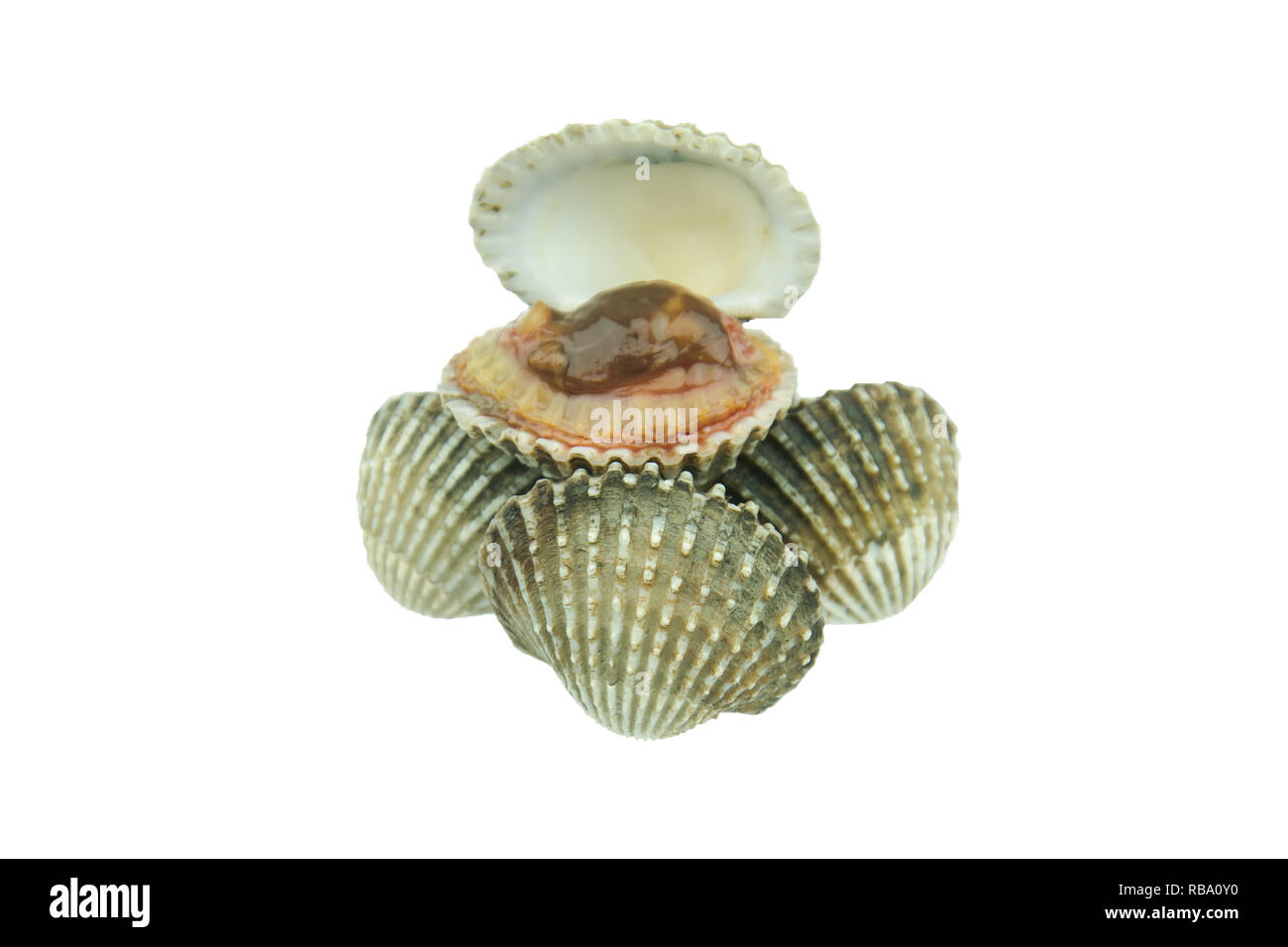 raw blood cockle isolated on white background Stock Photo - Alamy