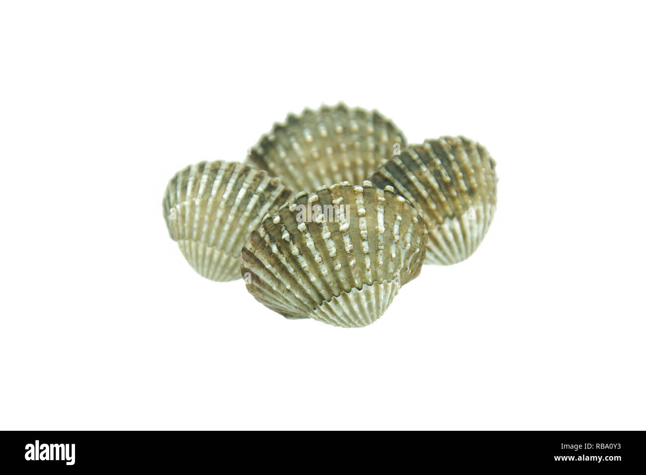 raw blood cockle isolated on white background Stock Photo - Alamy