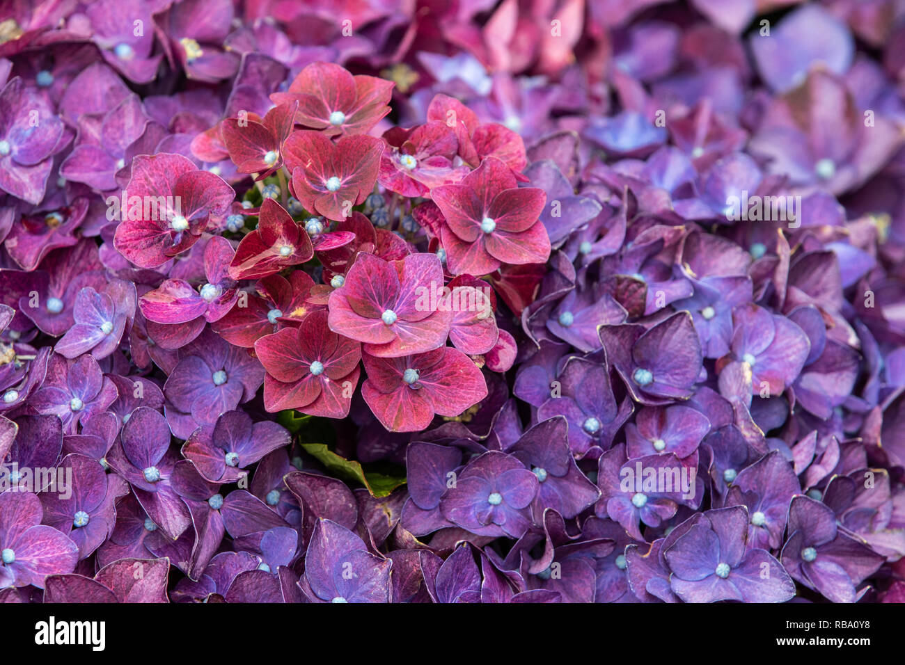 Hydrangea deep purple in full flower close up Stock Photo - Alamy