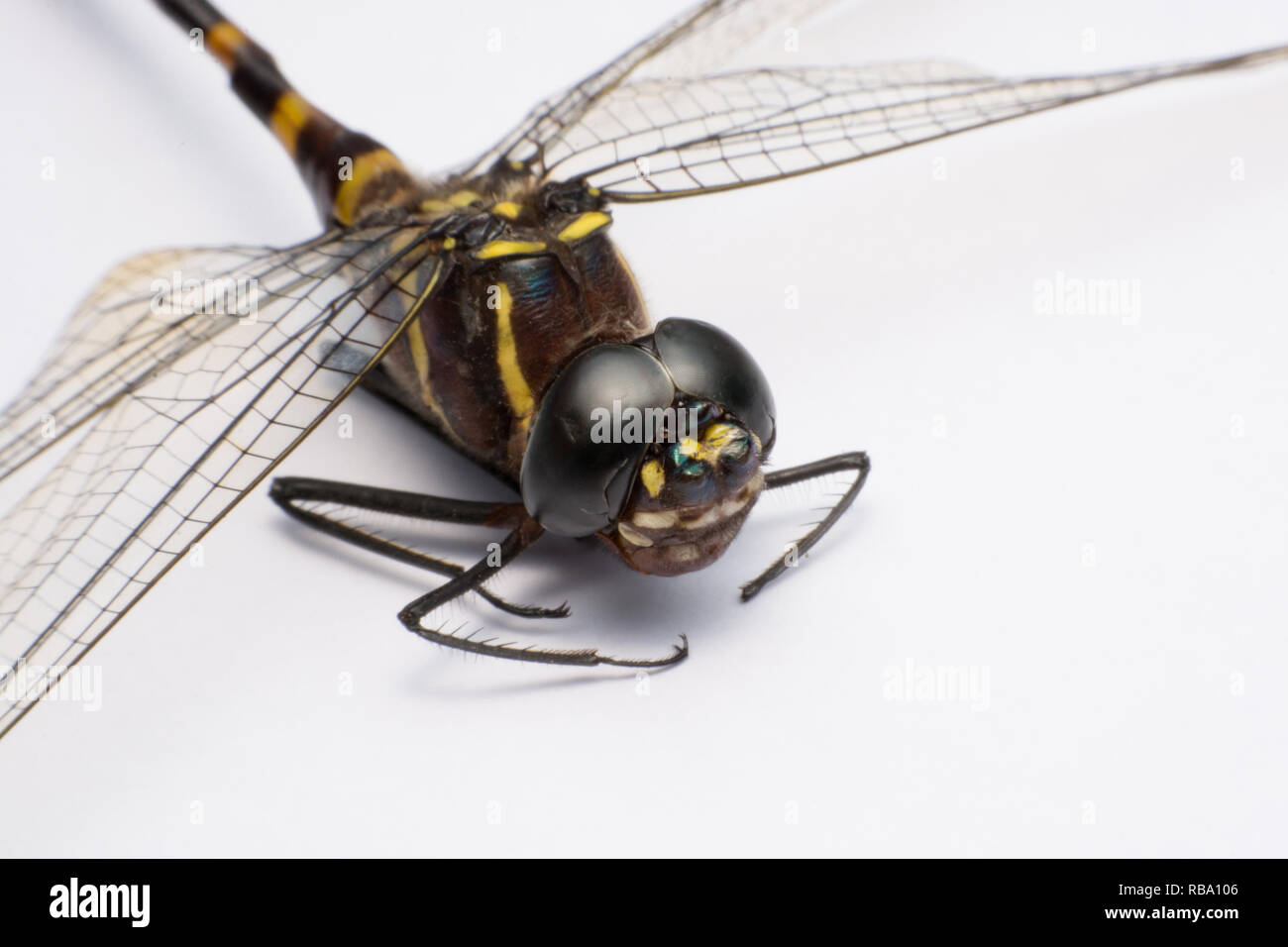 close up dragonfly macro isolated on white background Stock Photo - Alamy