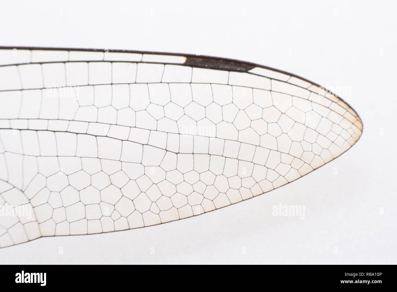 close up wings dragonfly macro on white Stock Photo - Alamy