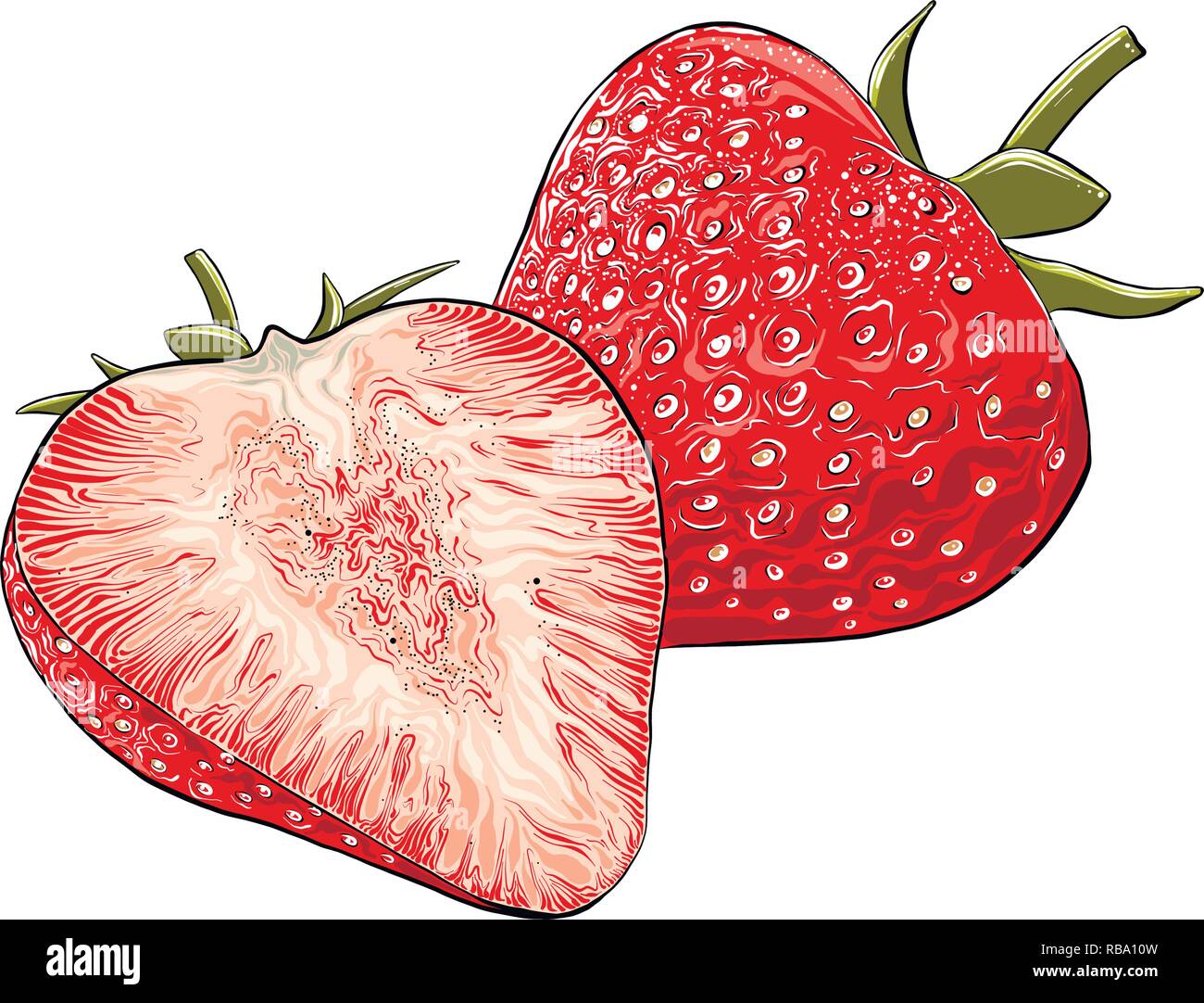 Hand drawn sketch of strawberry in color, isolated on white background ...