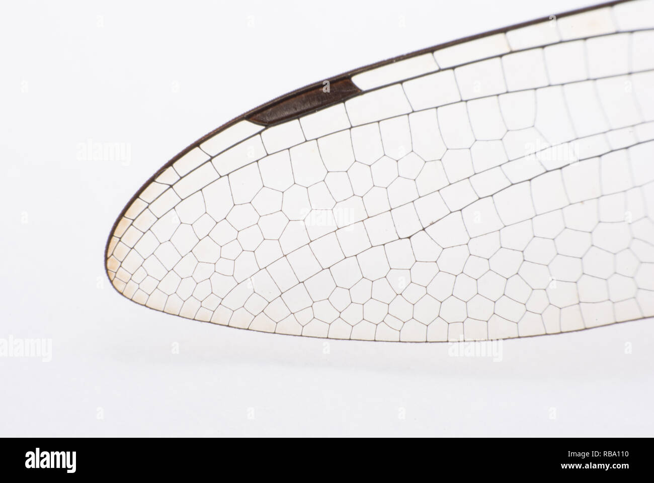 close up wings dragonfly macro on white Stock Photo - Alamy
