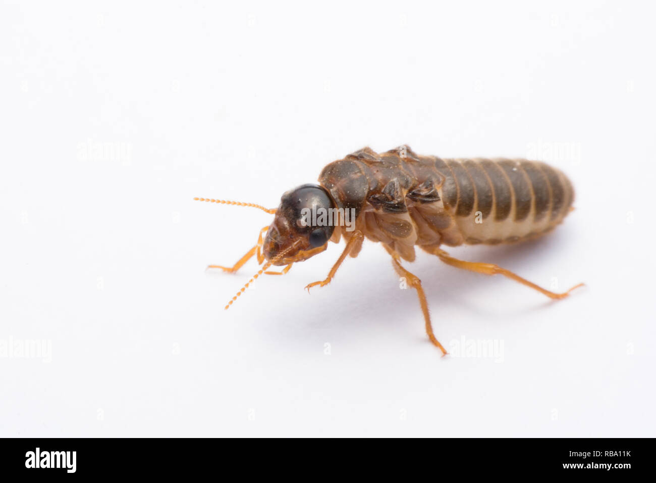 flying termite or Alates isolated on white background Stock Photo - Alamy