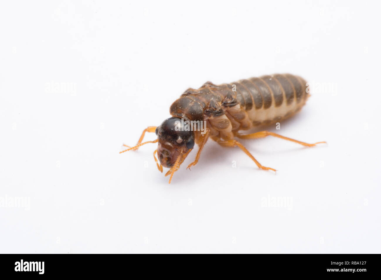 flying termite or Alates isolated on white background Stock Photo - Alamy