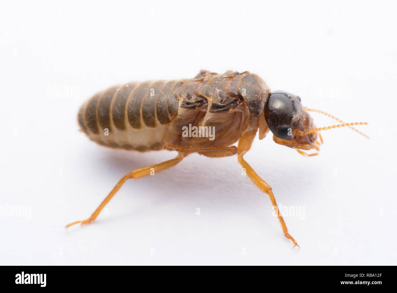 flying termite or Alates isolated on white background Stock Photo - Alamy