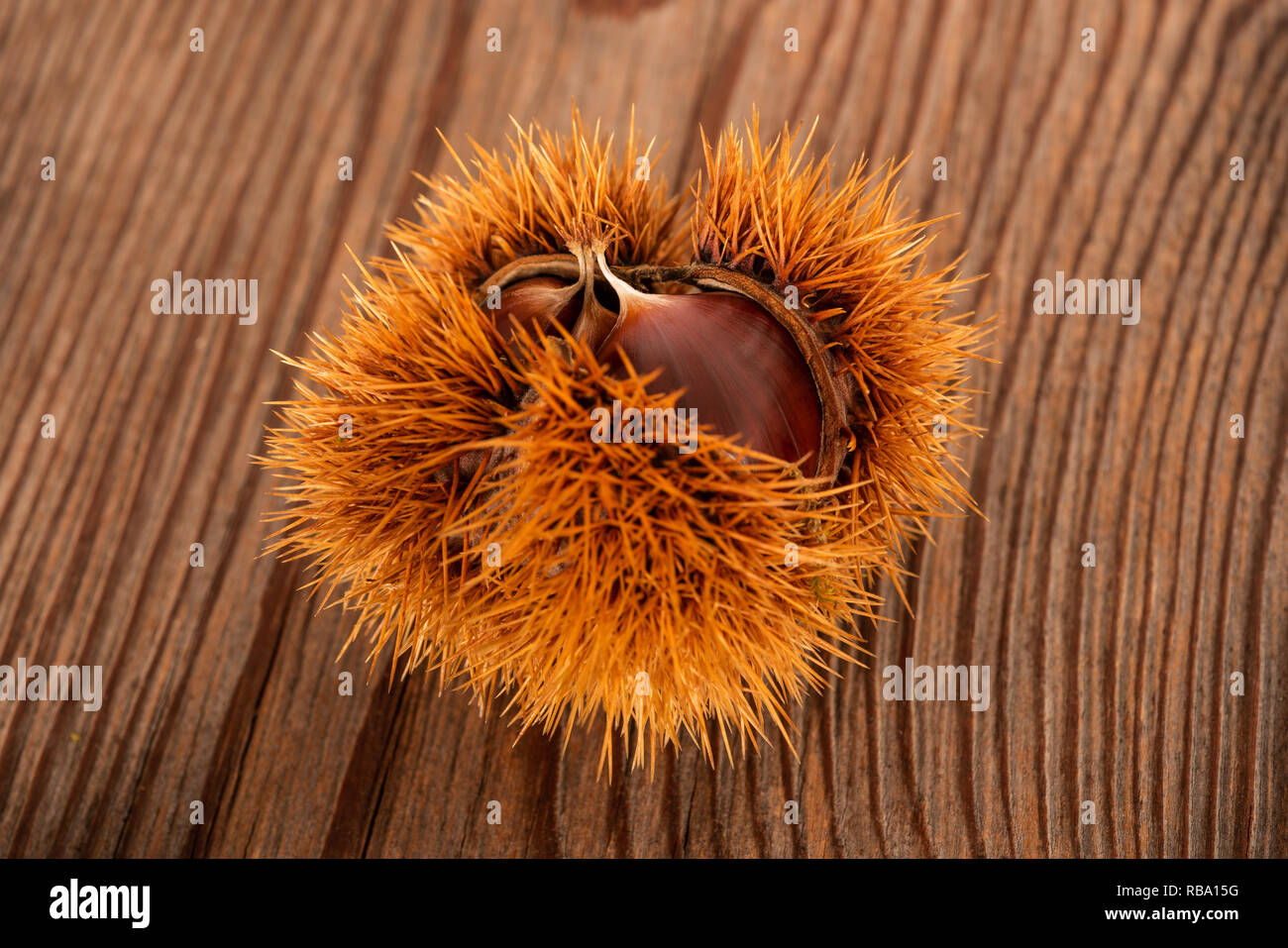 Nature table shell hi-res stock photography and images - Alamy